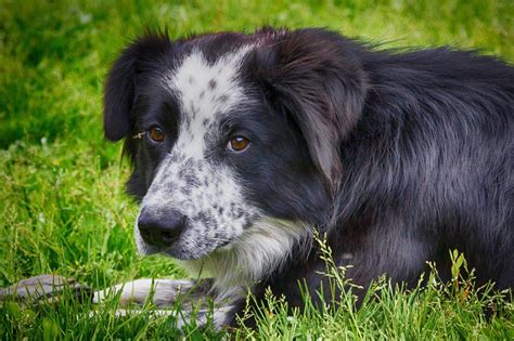 Por qué mi perro se come sus heces Motivos y cómo solucionarlo