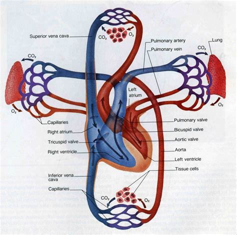 Circulatory System Unit Circulation Of Blood Through The Heart Vr