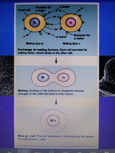 Cell Communication Signal Transduction Pathway Flashcards Quizlet