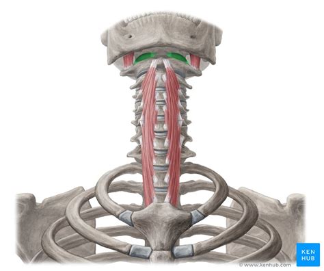 Rectus Capitis Anterior Origin Insertion Supply Action Kenhub