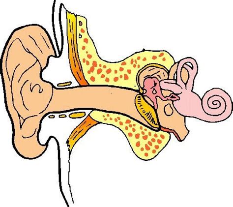 Pinto Dibujos Dibujo De Las Partes Del Oido
