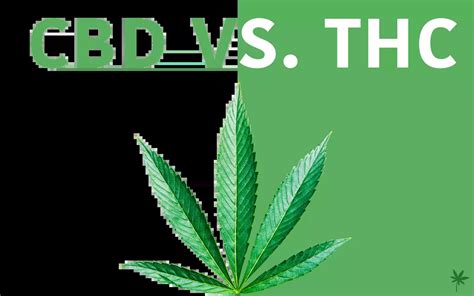 Les différences entre CBD et THC Guide du CBD CBDSTREET
