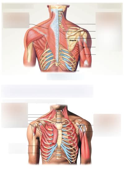 Honors Anatomy Physiology Unit 11 11 15 Diagram Diagram Quizlet