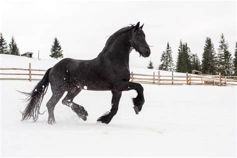 LE PLUS GRAND CHEVAL DU MONDE TOP 10 Des PLUS GRANDES RACES DE CHEVAL