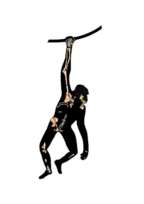 Ancient Hominin Shows Evolution Of Bipedalism
