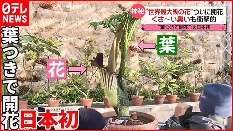 世界最大級の花開花ショクダイオオコンニャク くさい臭いも衝撃的 YouTube
