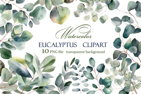 Eucalyptus Watercolor Leaves Clipart Deeezy