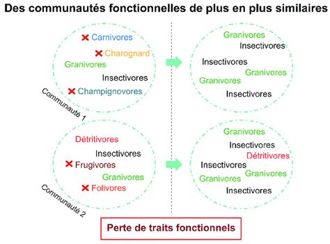 23 Le phénomène d homogénéisation biotique des communautés