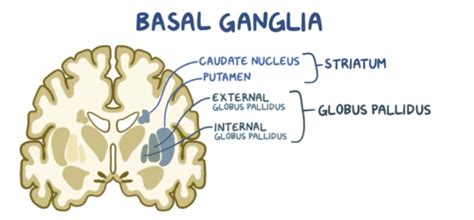Basal Ganglia Lecture Flashcards Quizlet