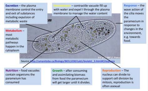 Bio Introduction To Cells Flashcards Quizlet