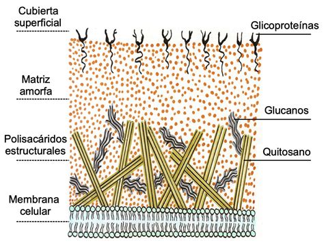 Pared Celular Qu Es Caracter Sticas Funciones Estructura