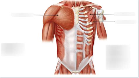 Chest Muscles Diagram Quizlet