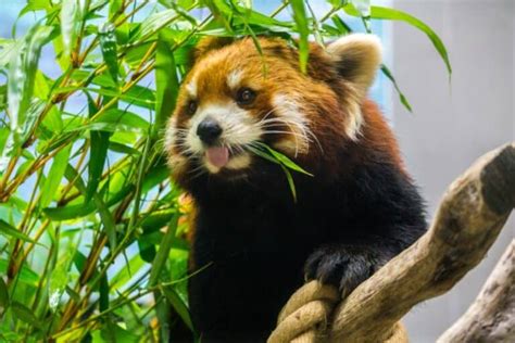 Why Are Red Pandas Endangered Why Are They Important And Interesting