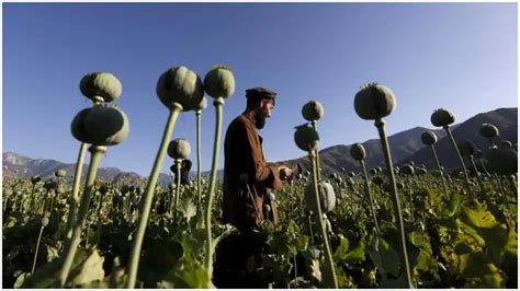 Opium Cultivation Continues By Afghan Farmers Despite Of Taliban Warns