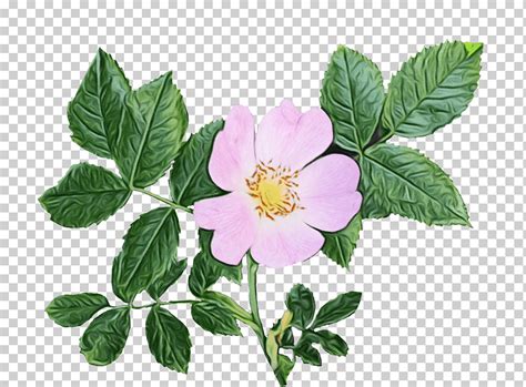 Flor rosa Acuarela Pintura Tinta húmeda Dogrose Rosas de jardín