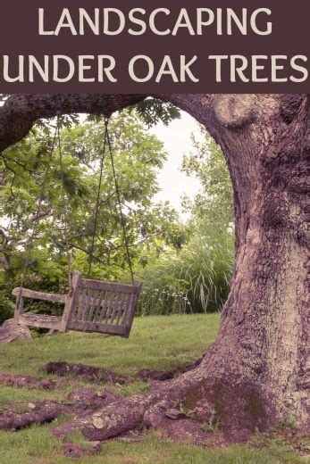 8 Tips For Beautiful Landscaping Under Oak Trees