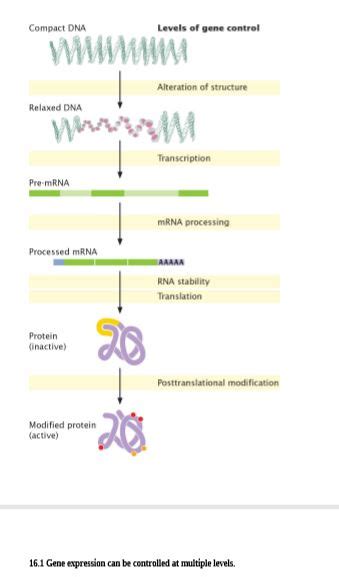 answered compact dna levels of gene control… bartleby