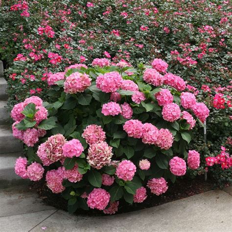 Let S Dance Big Easy Hydrangea Spring Meadow Wholesale Liners