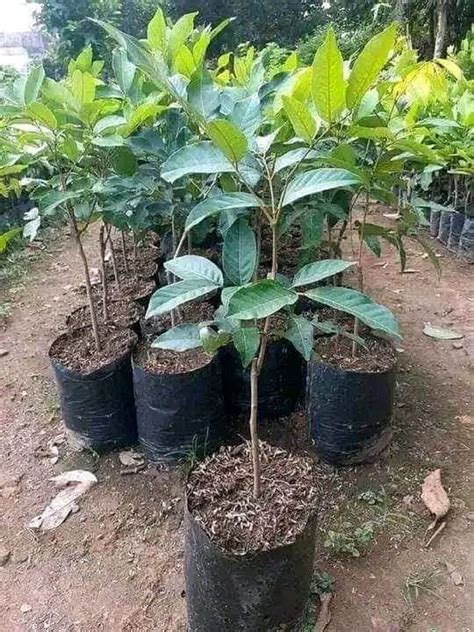 Grafted Rambutan Binjai Rare Fruit Tree 2 3 Ft EBay