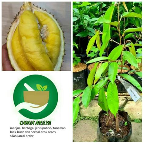 Jual Bibit Pohon Buah Durian Ochee Kaki 3 Durian Duri Hitam Kaki 3