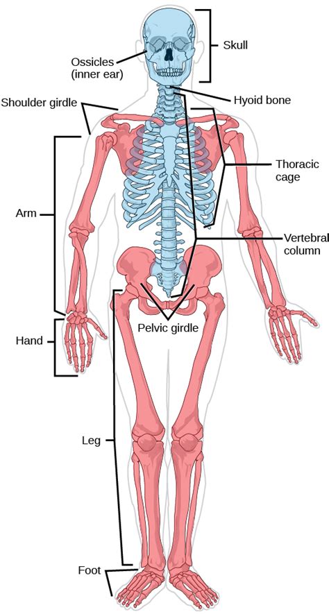 11 5 Musculoskeletal System Concepts Of Biology 1st Canadian Edition