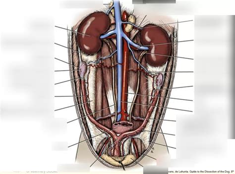 Abdomen Diagram 2 Diagram Quizlet