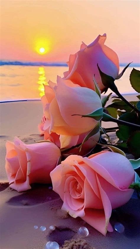 Pin By Ebrahim Saban On Flowers In 2024 Rose Flower Pictures