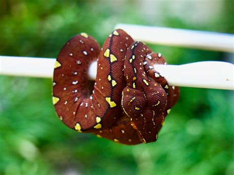 Calico Green Tree Python Traits Morphpedia