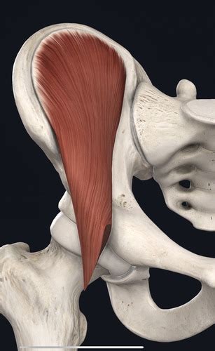 Unit 7 Muscles Of The Inferior Limb Actions Origins And Insertions
