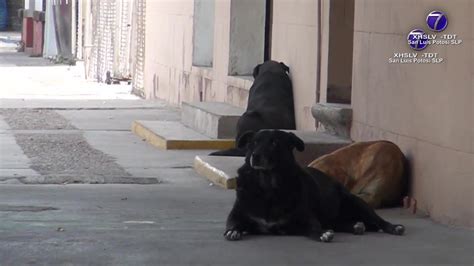 Llaman autoridades a donar alimento para perros en situación de calle