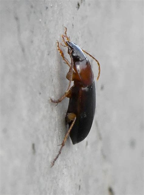 Réf 218140 INSECTA Coleoptera Carabidae Calathus Neocalathus