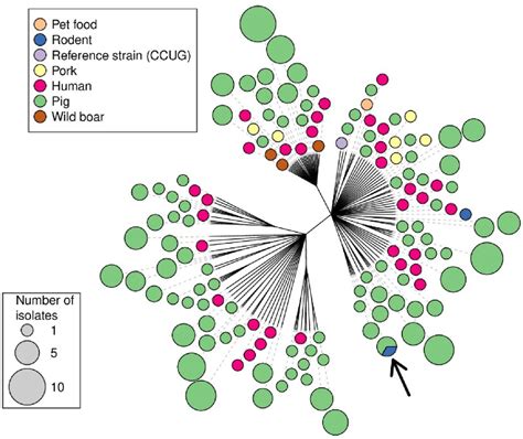 figure 1 from comparison of multiple locus variable number tandem repeat analysis profiles of
