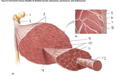 Ch 9 Part 1 Skeletal Muscle Anatomy Diagram Quizlet