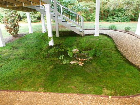 Irish Moss Lawn