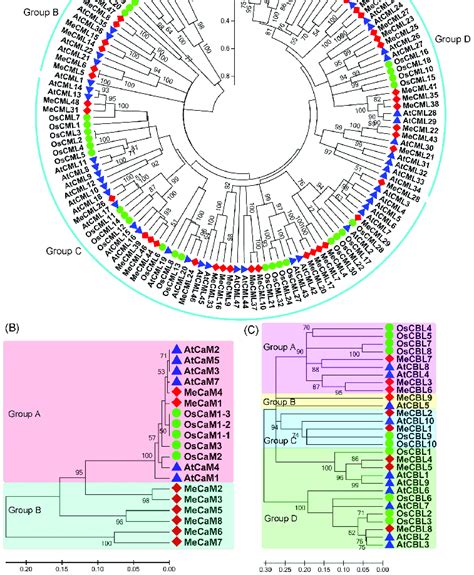 Phylogenetic Analysis Of Calmodulin Like Proteins CMLs A