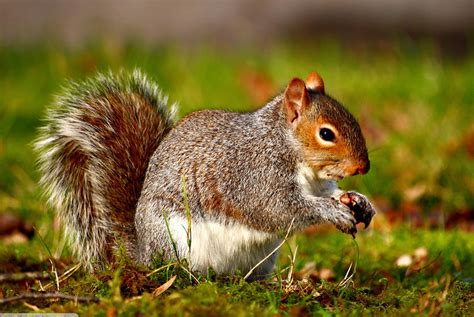 Ardillas Características Tipos y Consejos Roedores Domésticos