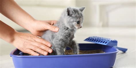 5 Subtiele Tekenen Dat Je Kitten Moet Plassen Of Poepen De Buitenkat