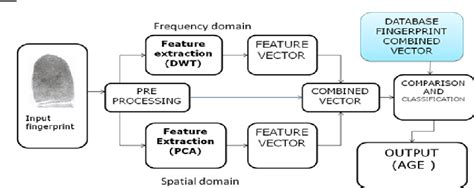 figure 1 from fingerprint based age estimation using 2 d discrete wavelet transforms and