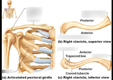 A P Clavicle And Ribs Diagram Diagram Quizlet
