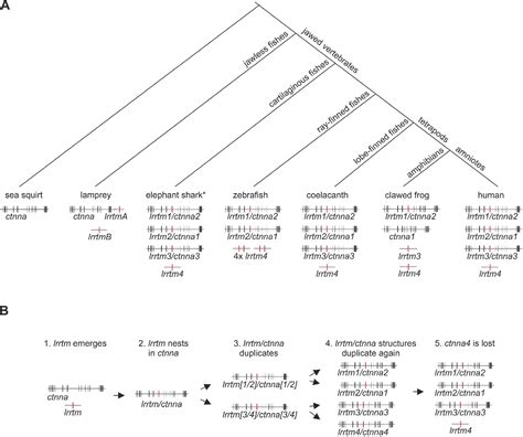 figure 5 from origin and loss of nested lrrtm alpha catenin genes during vertebrate evolution