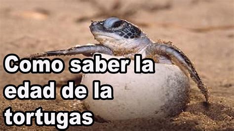 Como Saber La Edad De Las Tortugas YouTube