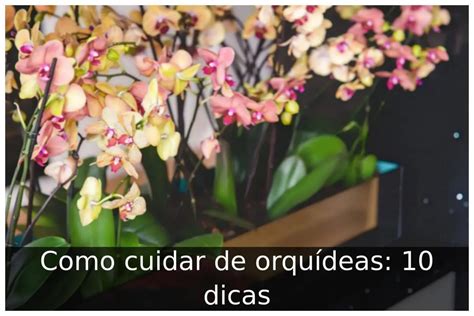 Como cuidar de orquídeas 10 dicas Portal Útil
