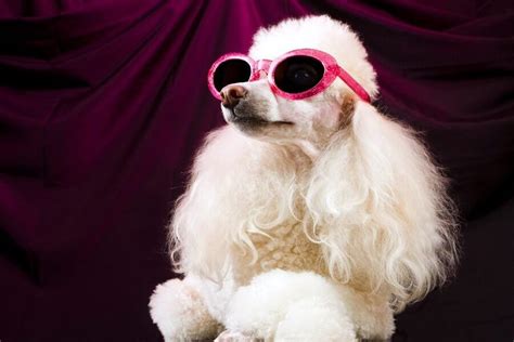Caniche Características Cuidados y Carácter Tiendanimal
