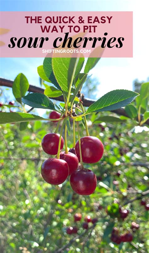 The Best Ways To Pit Sour Cherries Even Without A Cherry Pitter Artofit