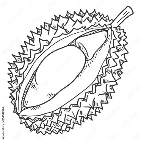Durian Clipart Black And White
