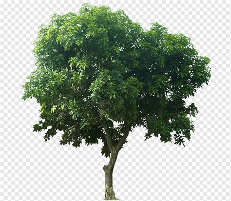 Arboles Png