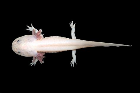 El Ajolote Mexicano Ambystoma Mexicanum