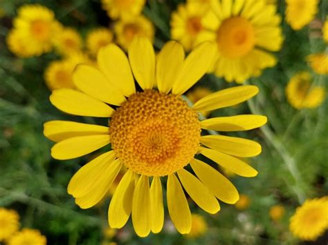 Blomma Gul Att Gratis foto på Pixabay Pixabay
