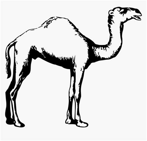 Dromedary Black And White Outline Clipart Cartoon Camel Hd Png