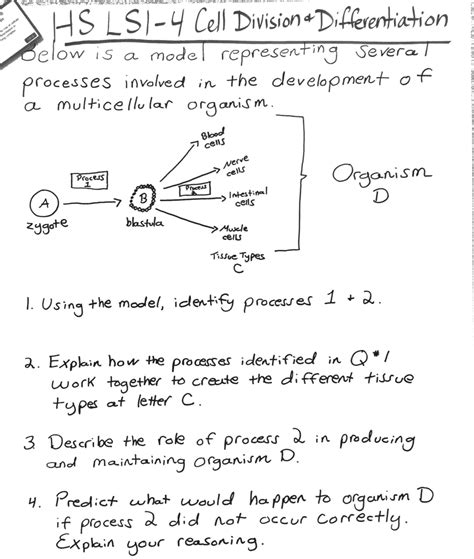Cell Division And Differentiation The Wonder Of Science